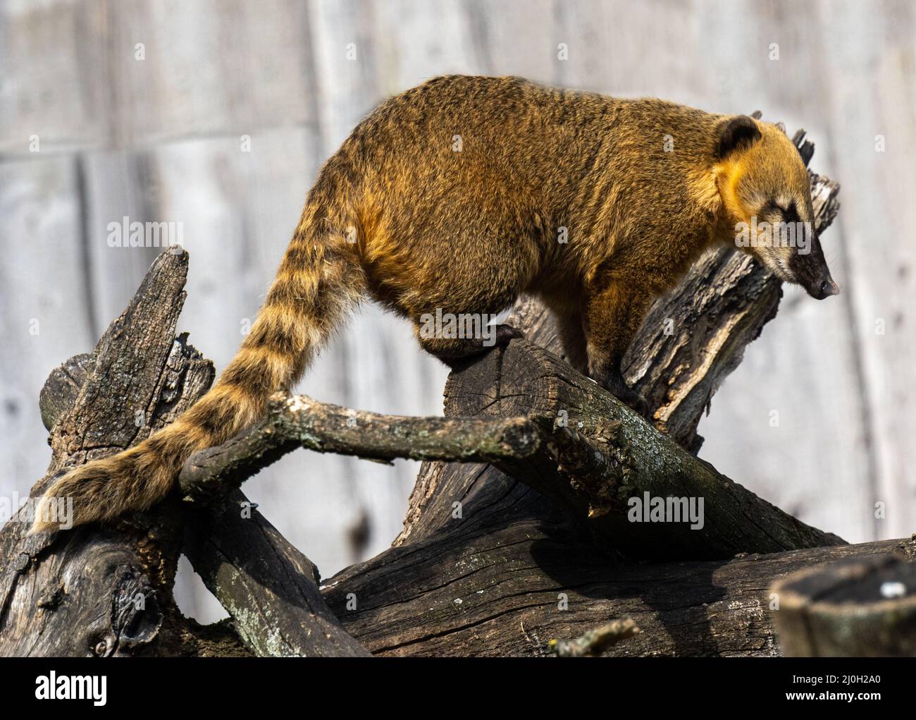 Ring Tailed Coati