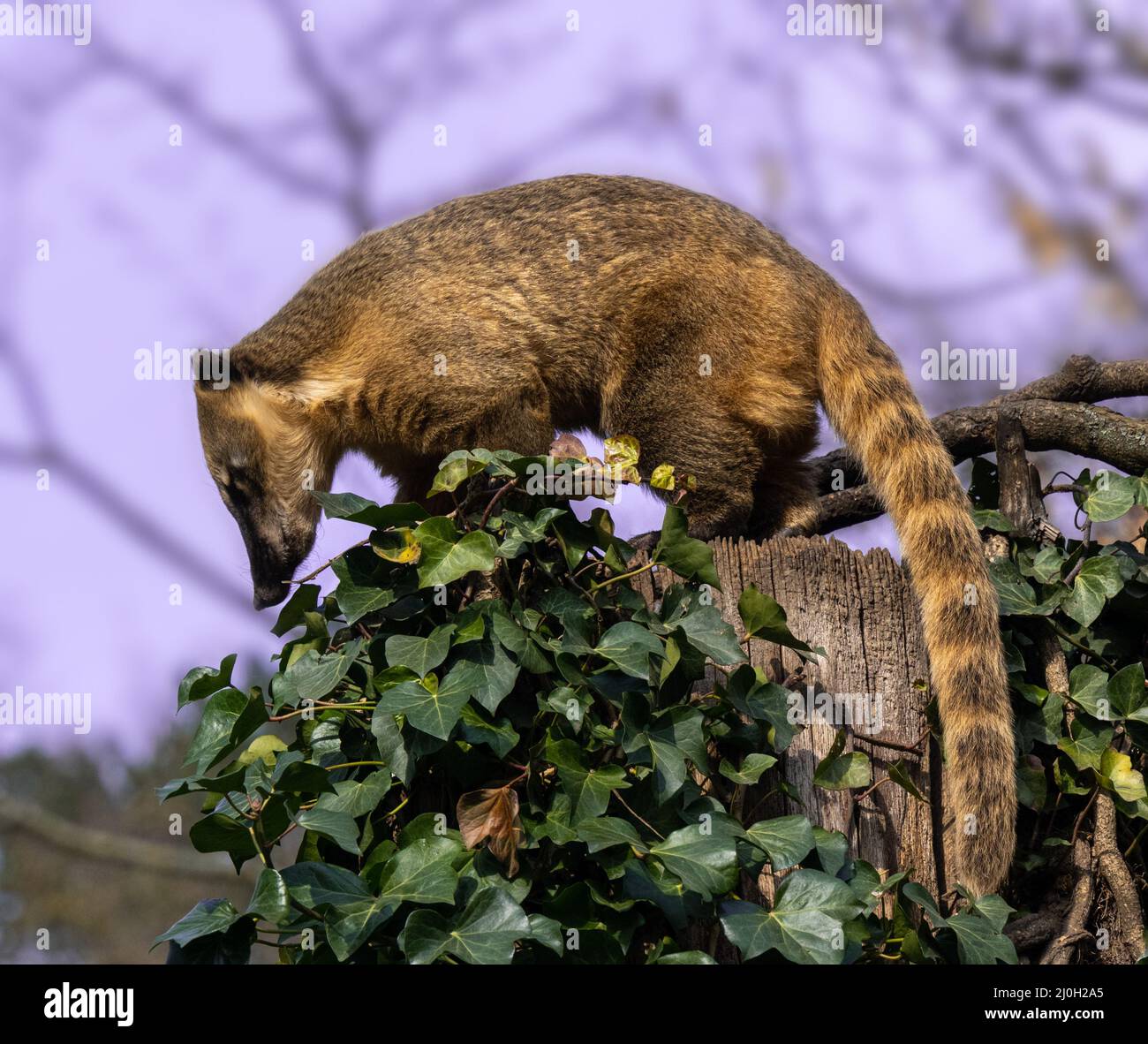 South American coati or ring-tailed coati (Nasua nasua Stock Photo - Alamy