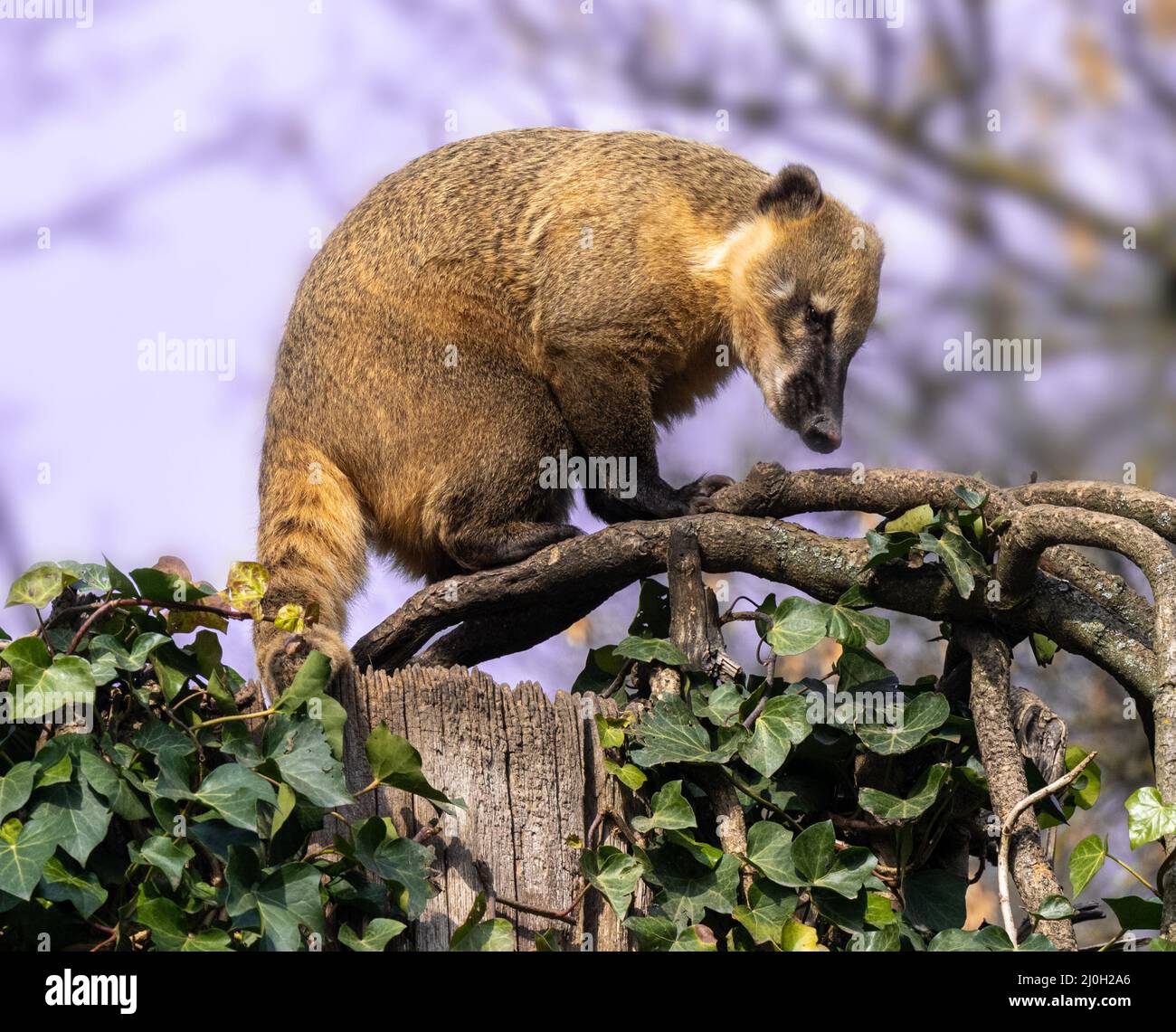 South American coati or ring-tailed coati (Nasua nasua Stock Photo - Alamy