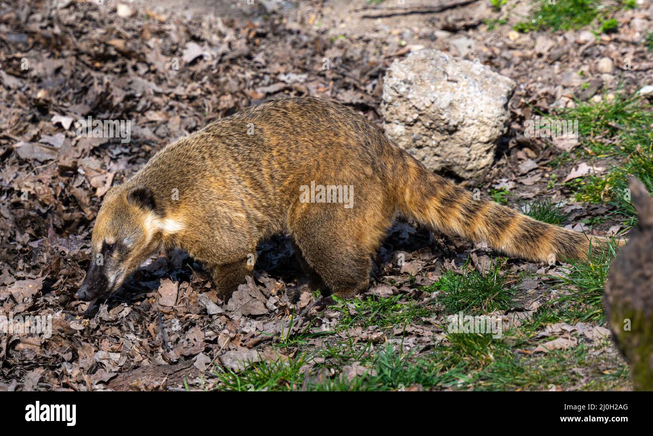 South American coati or ring-tailed coati (Nasua nasua Stock Photo - Alamy