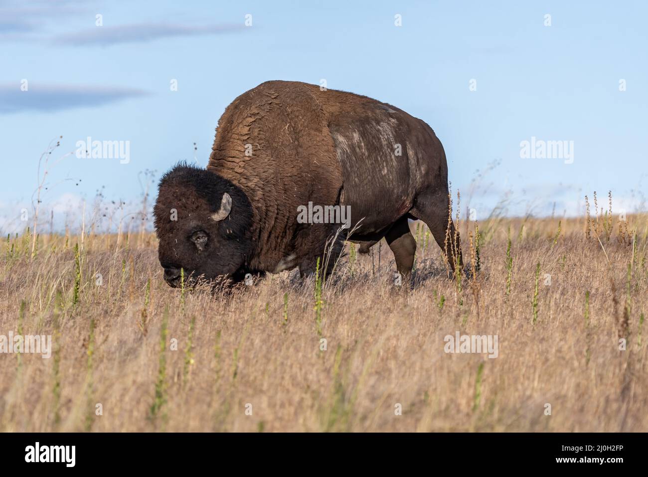 American Bison in the field of Antelope Island SP, Utah Stock Photo - Alamy