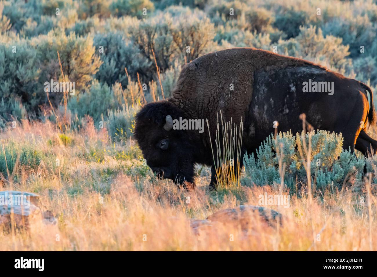 American Bison in the field of Antelope Island SP, Utah Stock Photo - Alamy