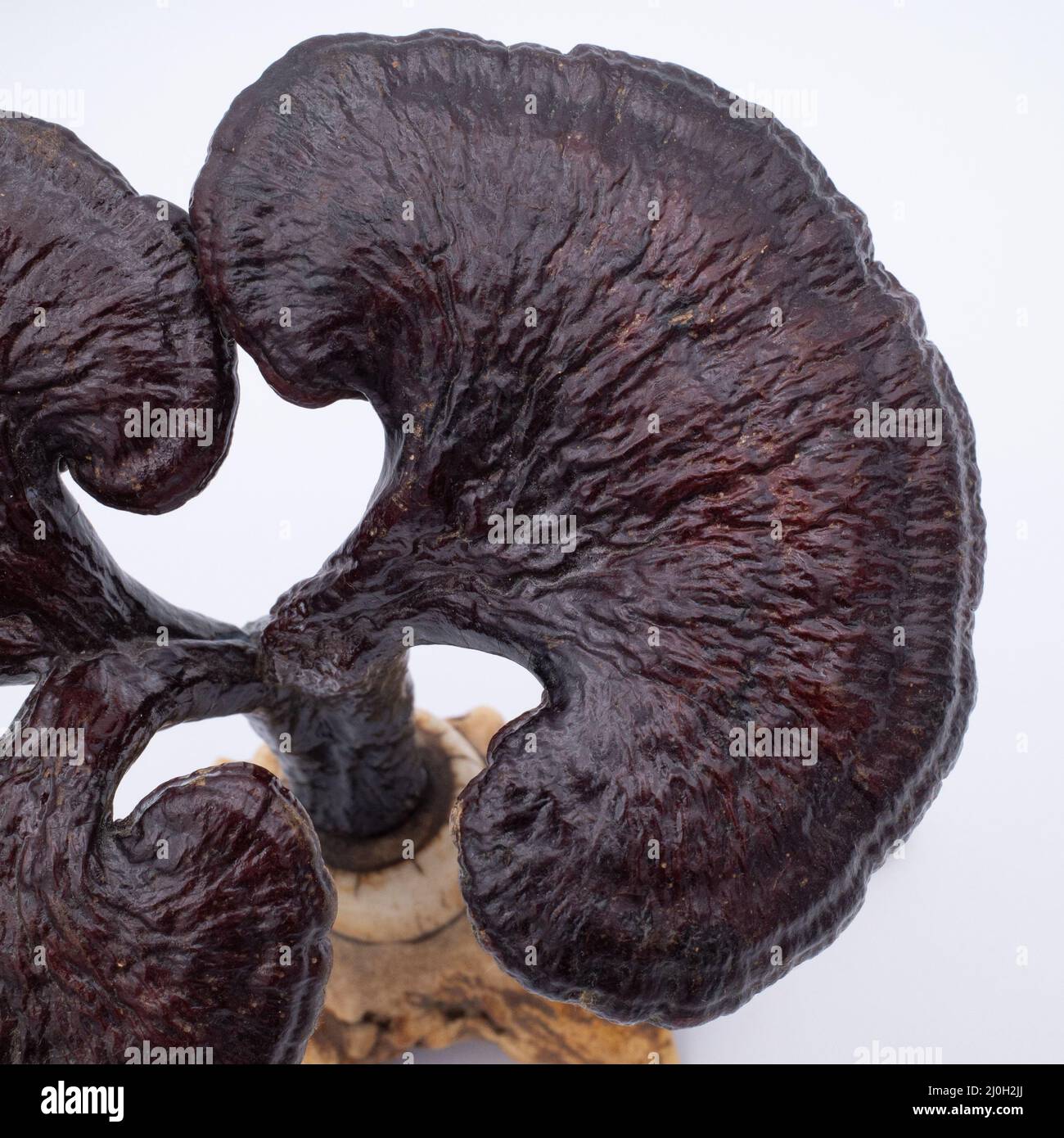 Antler fungus hi-res stock photography and images - Alamy