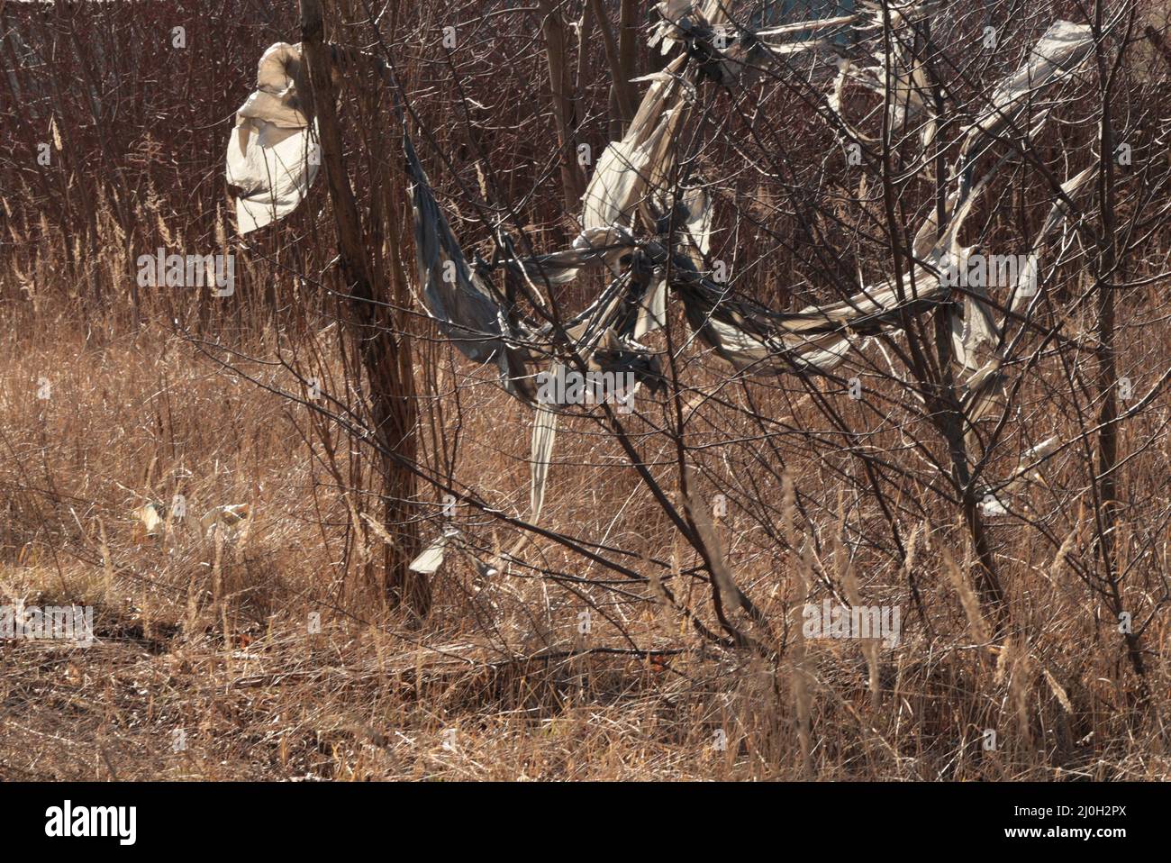 Pieces of plastic, foil waste hanging from trees blown by the wind ...
