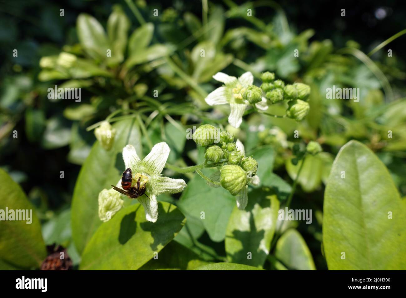 Red fruited fence beet, dioecious fence beet (Bryonia dioica ...