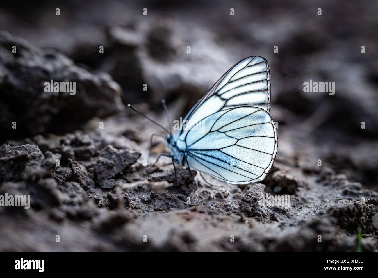 White butterfly drinking on wet ground Stock Photo - Alamy