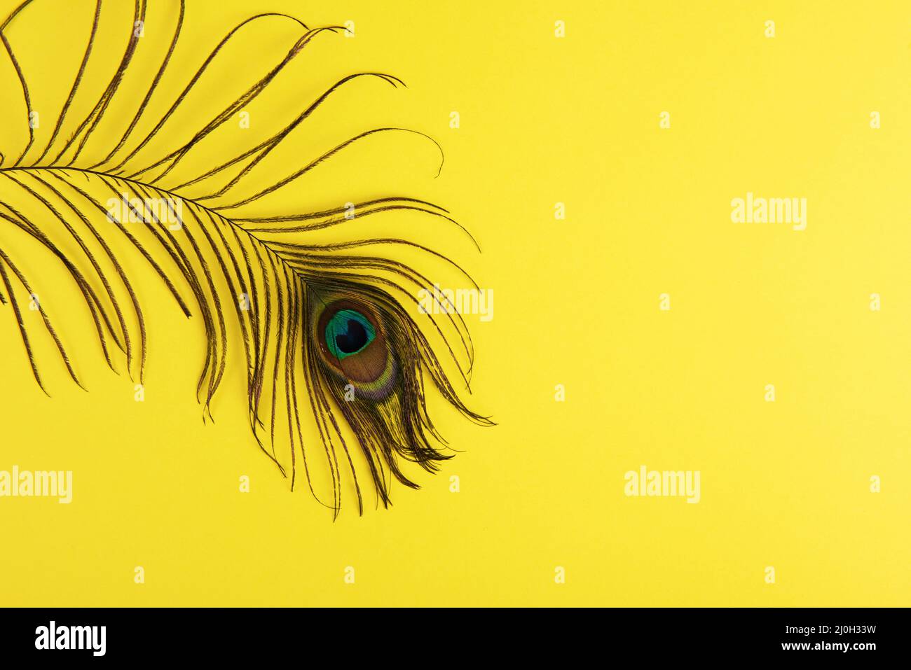 Peacock plume on color paper Stock Photo - Alamy