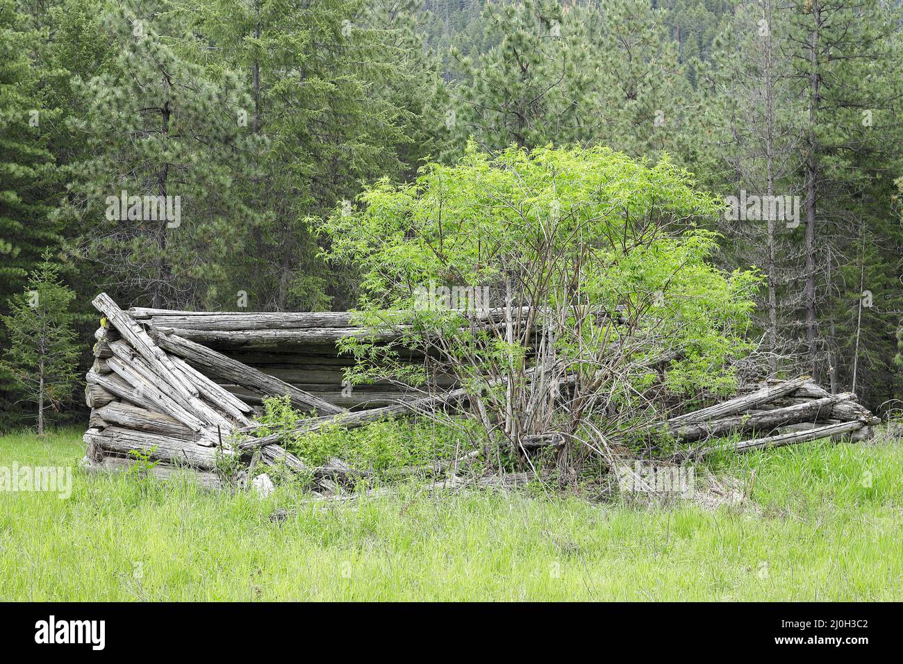 A tree grows out of log cabin ruins Stock Photo - Alamy