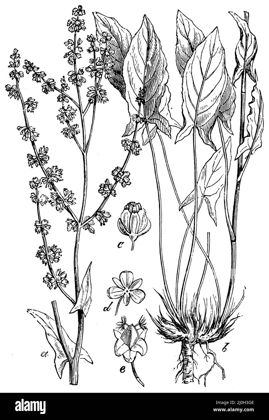 Perigon Cut Out Stock Images & Pictures - Alamy