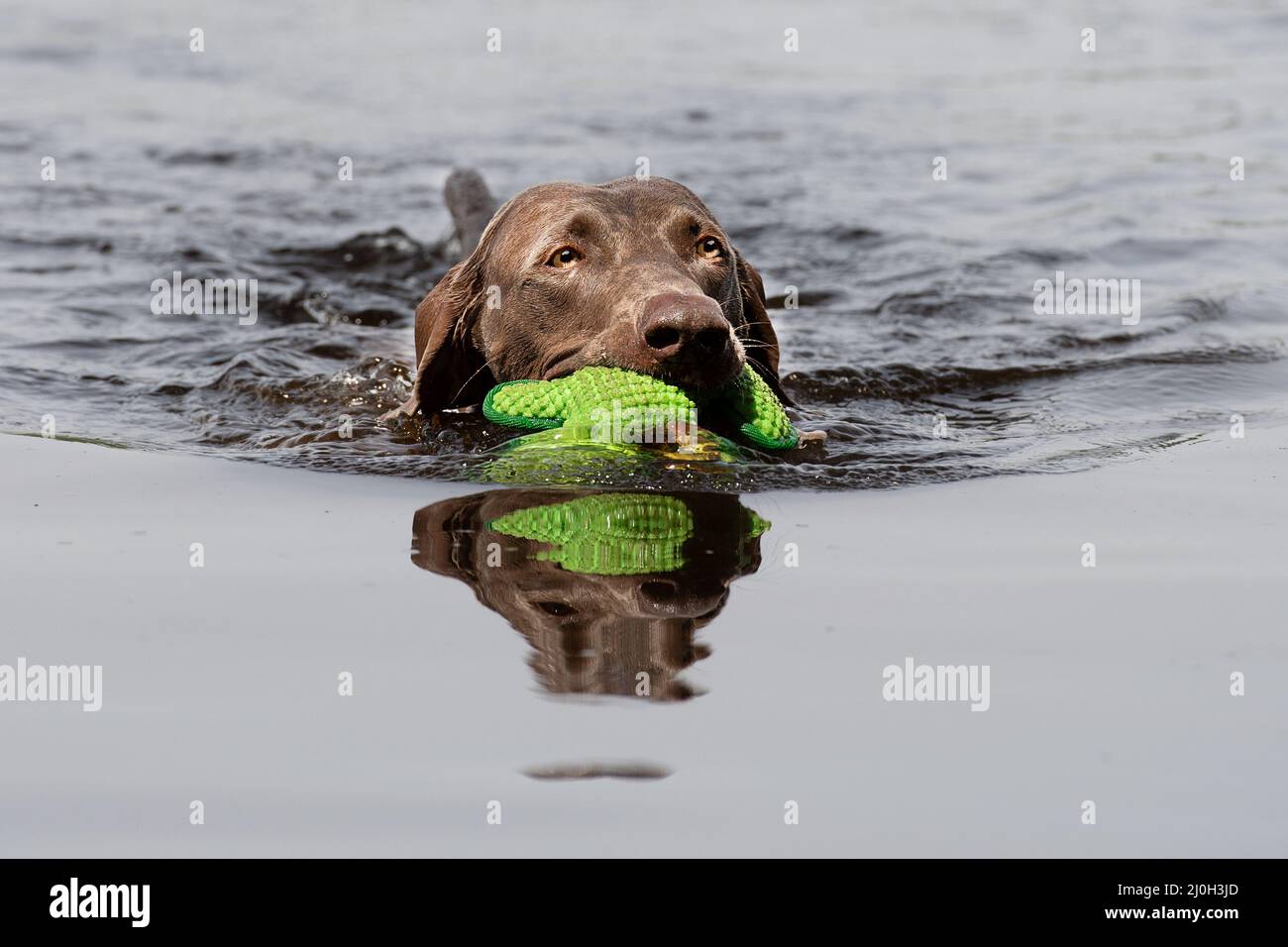 Jagdhundepra fungen hi-res stock photography and images - Alamy