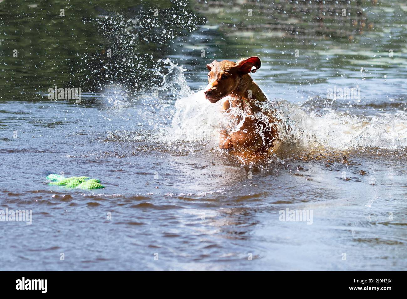 Dog running through water Stock Photo - Alamy