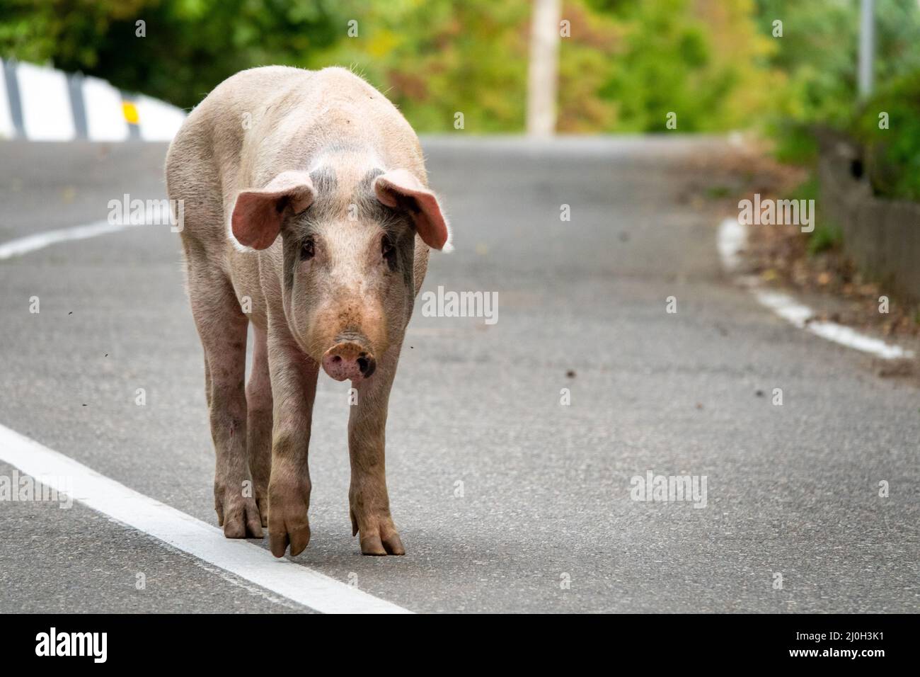 A pig walks on the road Stock Photo - Alamy