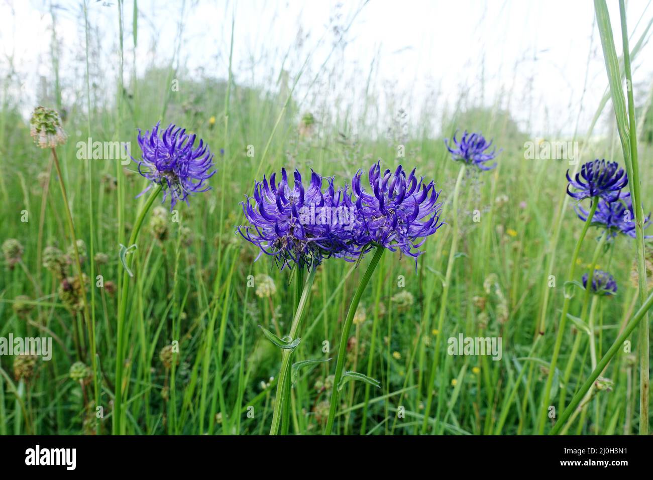 Pride of sussex hi-res stock photography and images - Alamy