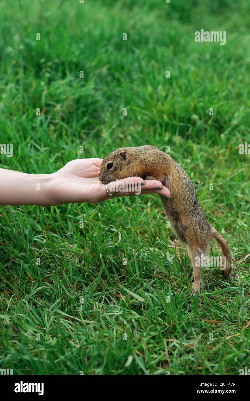 Gopher feeding hi-res stock photography and images - Alamy