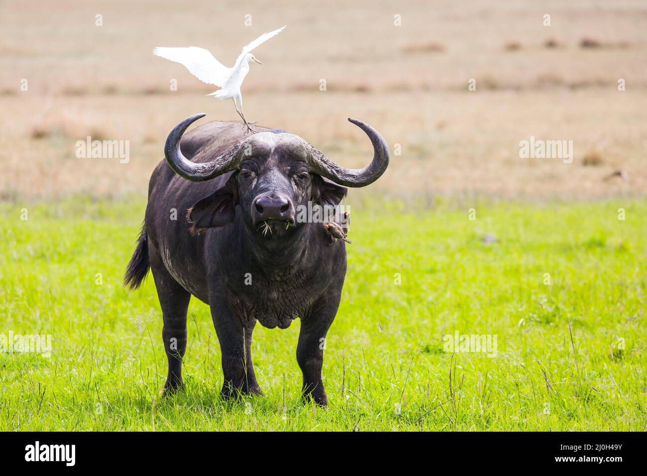 Large bird stands on hi-res stock photography and images - Alamy