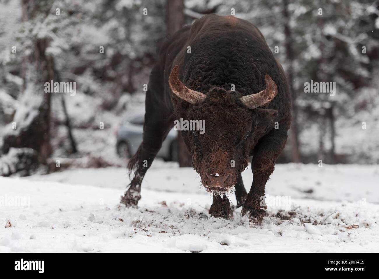 A big black bull in the snow training to fight in the arena ...