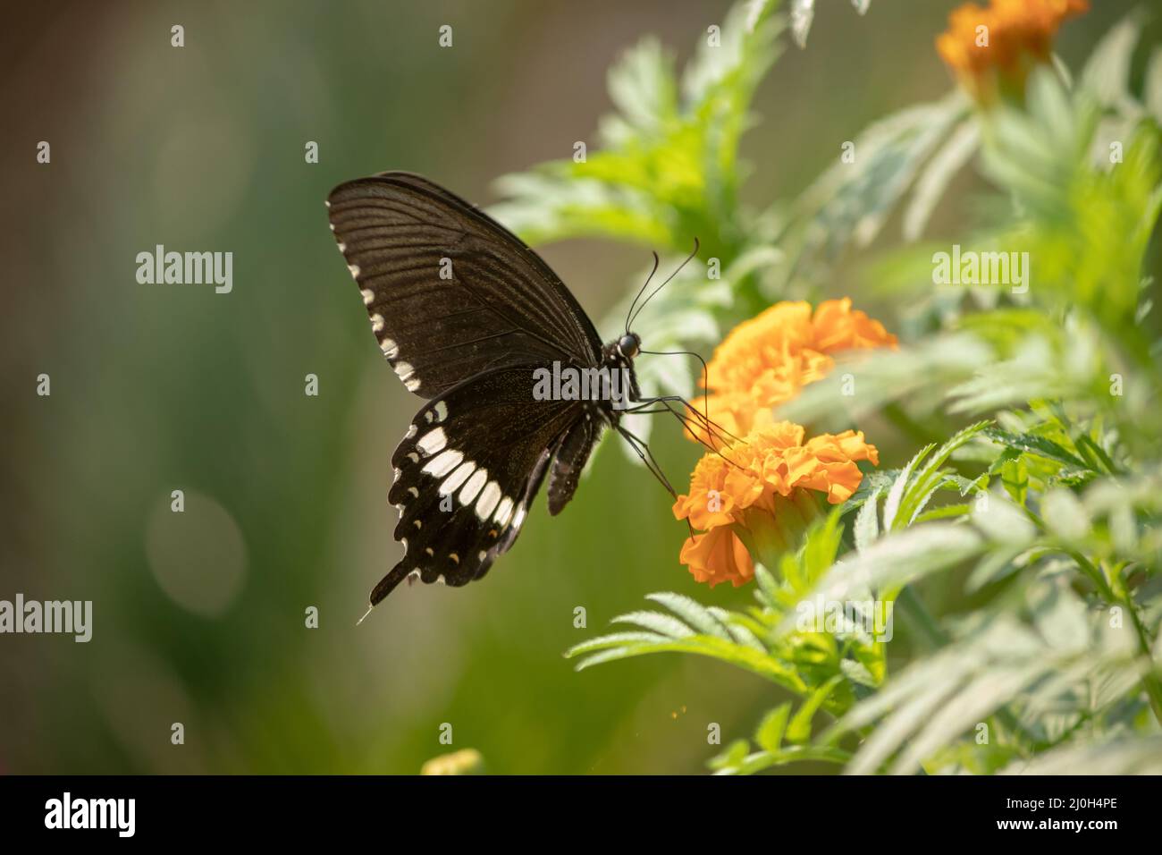 Papilio polytes, the common Mormon Butterfly sitting on top of the ...