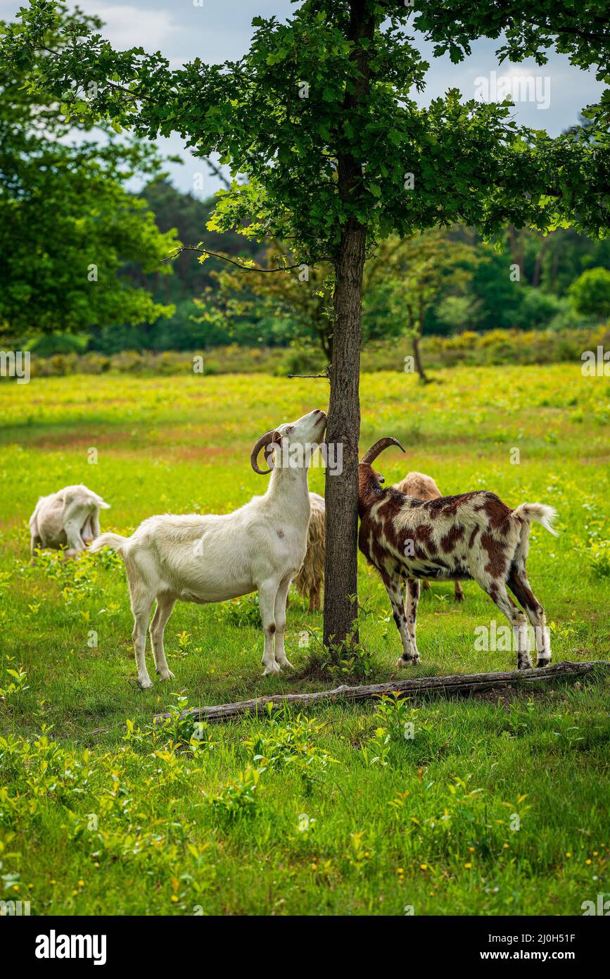 Goats in sunlight on rural hi-res stock photography and images - Alamy
