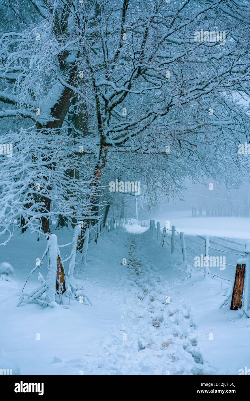 Traces of snow on the hiking trail in the forest Stock Photo - Alamy