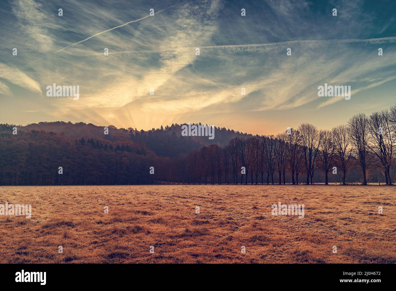 Green trees in forest sunset hi-res stock photography and images - Alamy