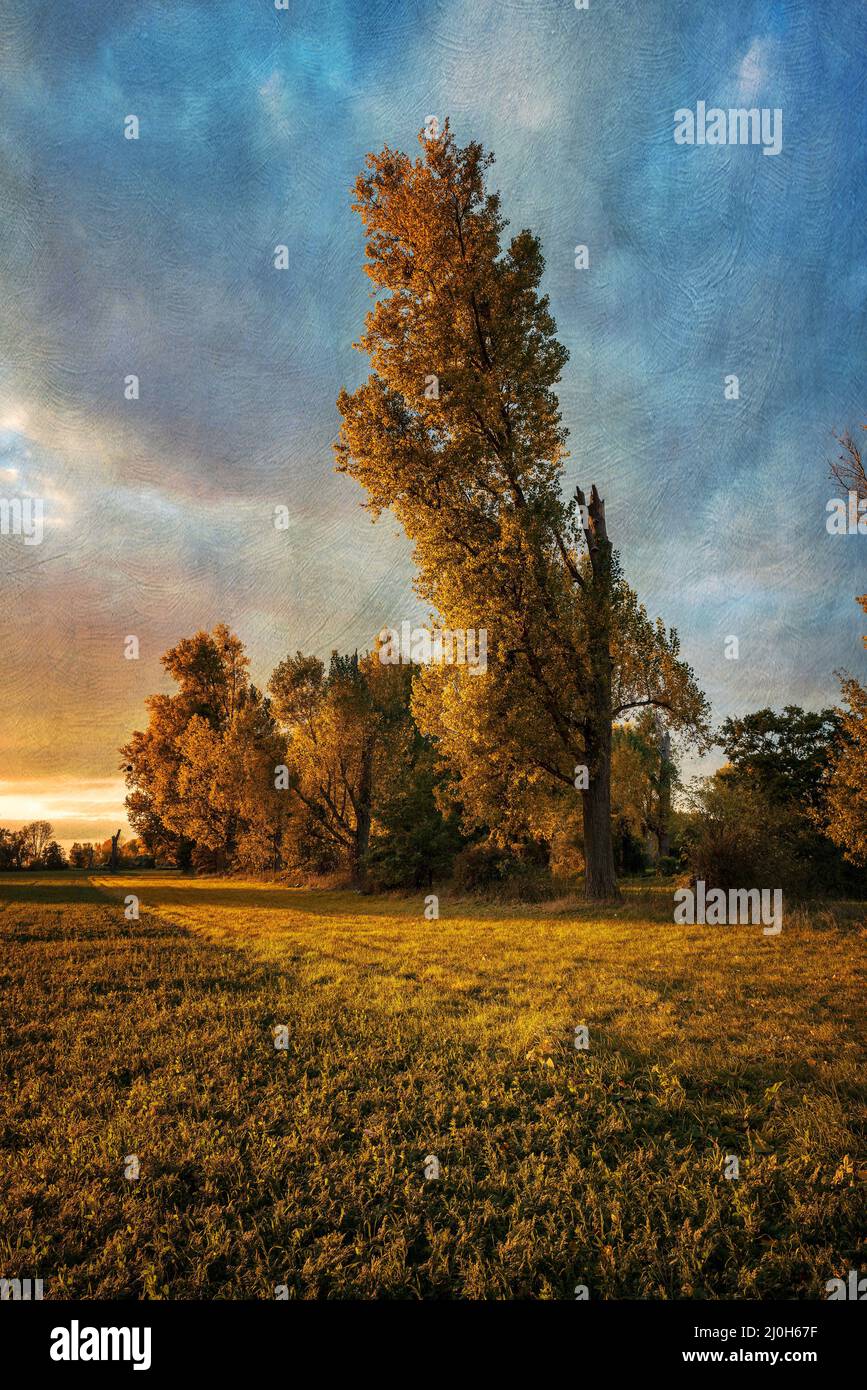 Evening trees hi-res stock photography and images - Alamy