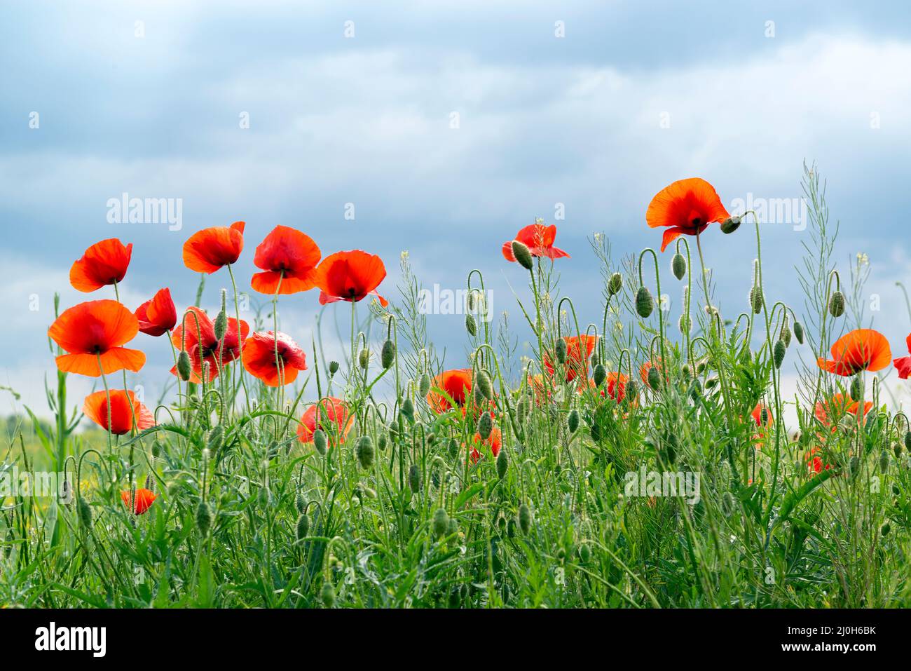 Field of red poppy flowers in Ukraine. remembrance poppy. Never again ...