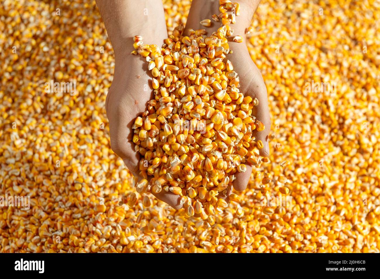 Corn harvest. Human hands holding corn grains Stock Photo - Alamy