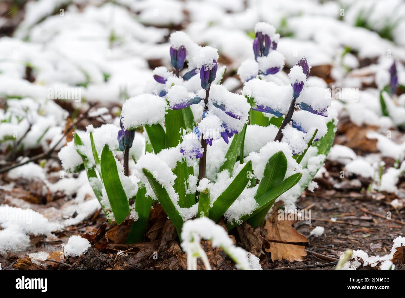 Flowers growing through snow hi-res stock photography and images - Alamy