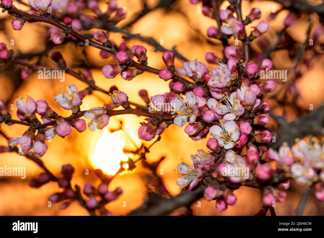 Blooming apricot blossoms. Garden trees blooming in spring Stock Photo ...