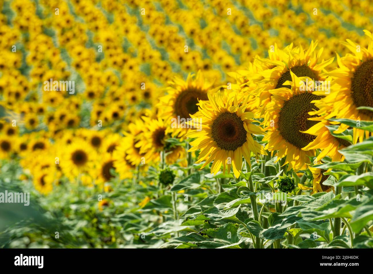 Ukraine national flower hi-res stock photography and images - Alamy