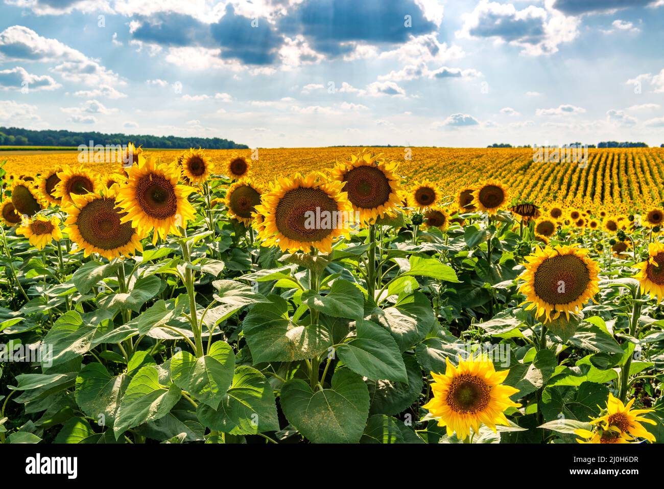 Sunflower field ukraine hi-res stock photography and images - Alamy