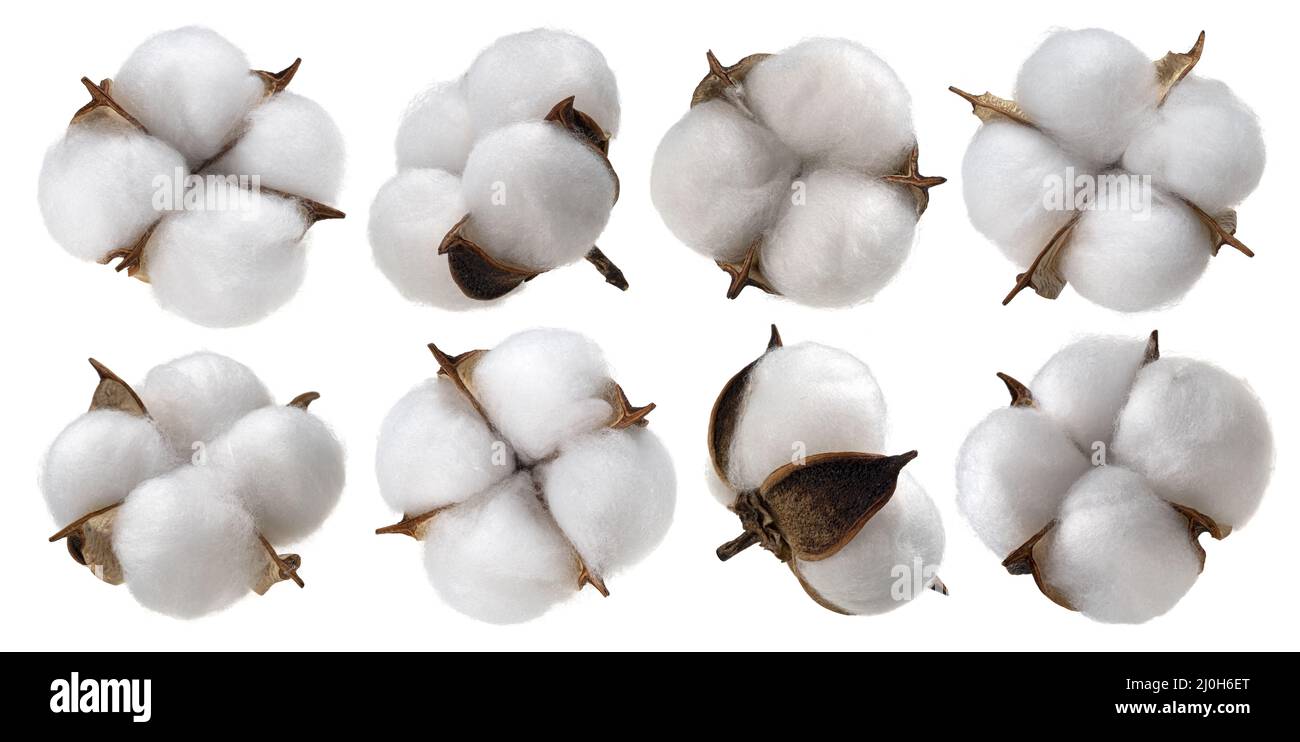 Cotton plant flower isolated on white background, collection Stock ...