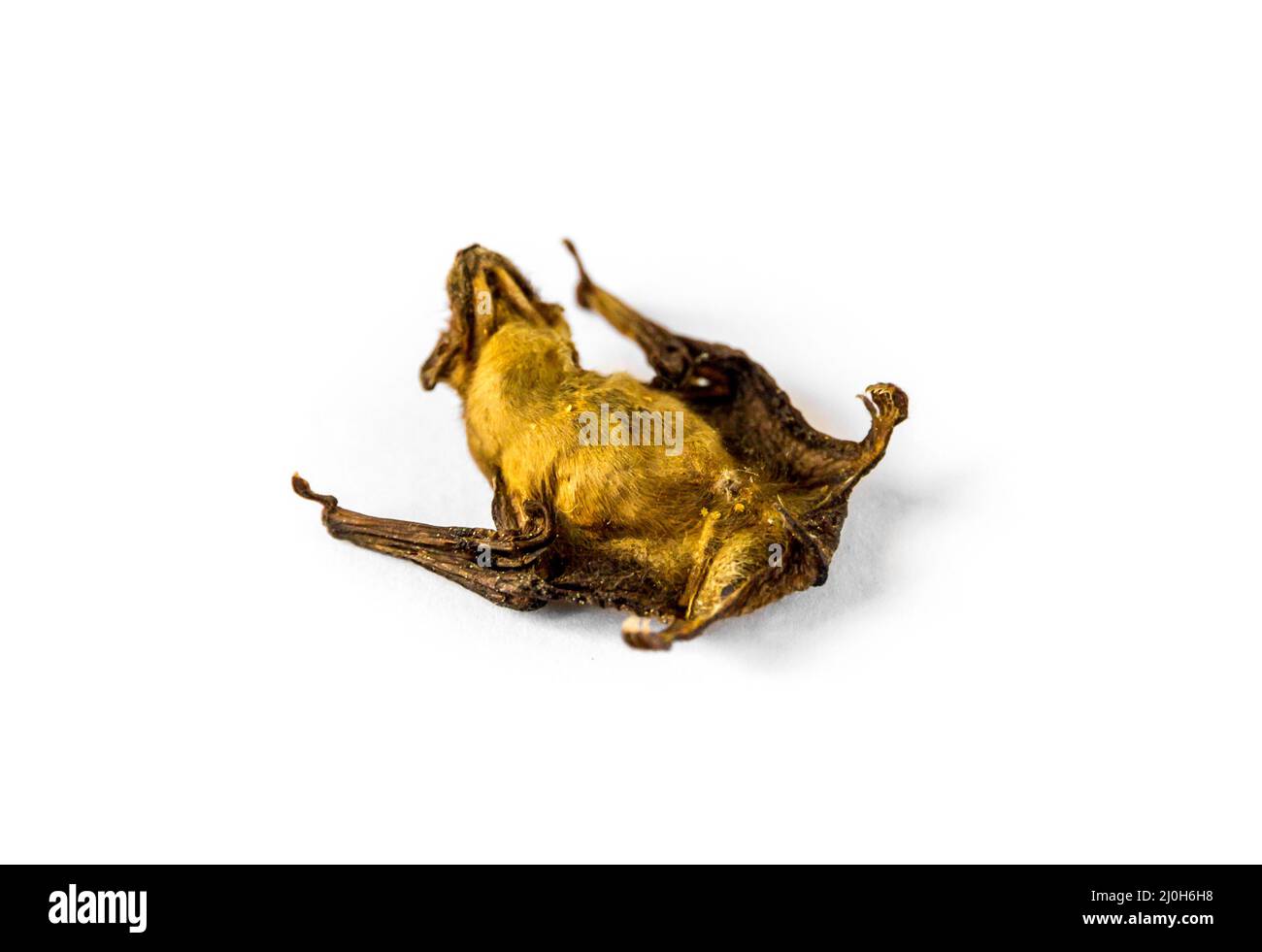 Baby bat dried on a white background Stock Photo - Alamy