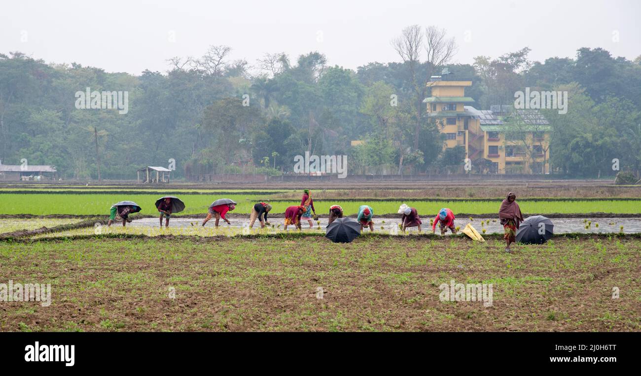 Farmers and rice field hi-res stock photography and images - Alamy