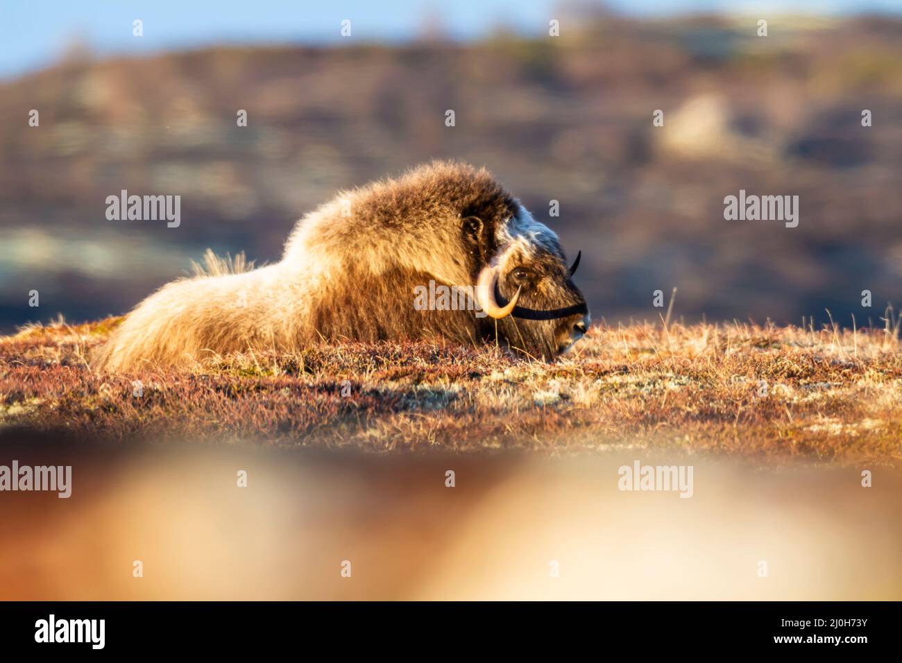 Mammal wildlife with Musk Ox, Spring scenery in the Dovrefjell, Norway ...