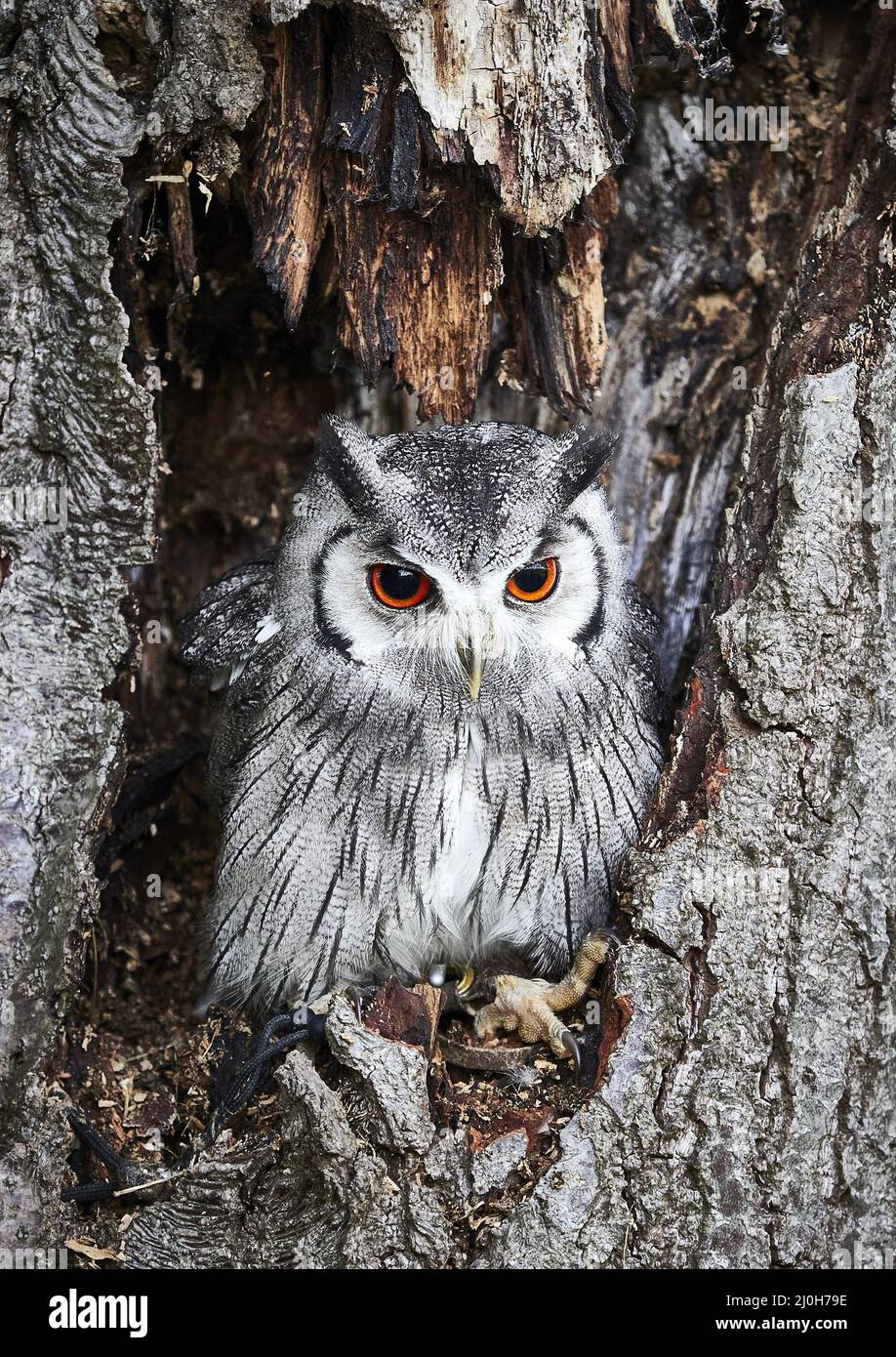 Uk birds of prey hi-res stock photography and images - Alamy