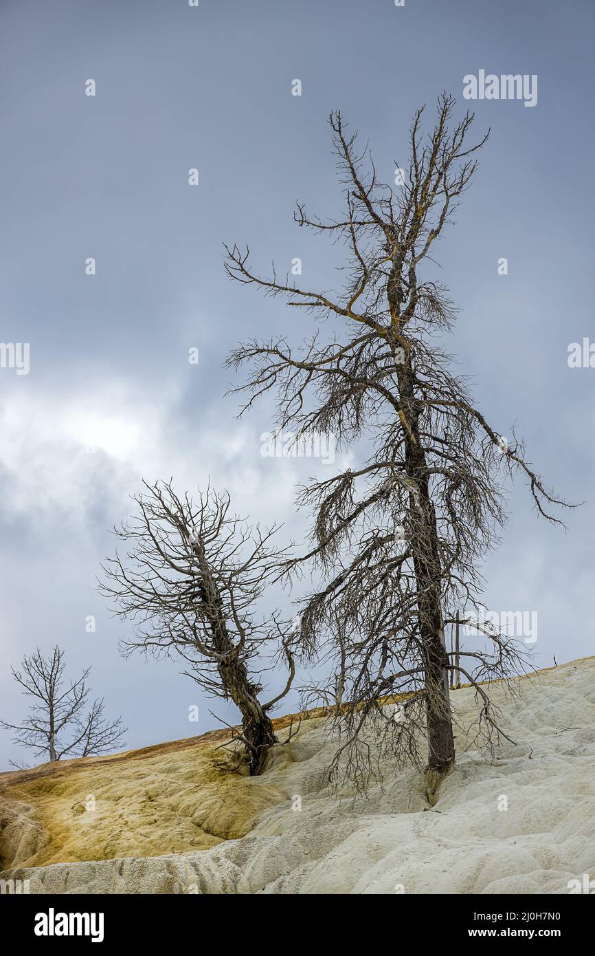 Barren trees in mineral deposits Stock Photo - Alamy