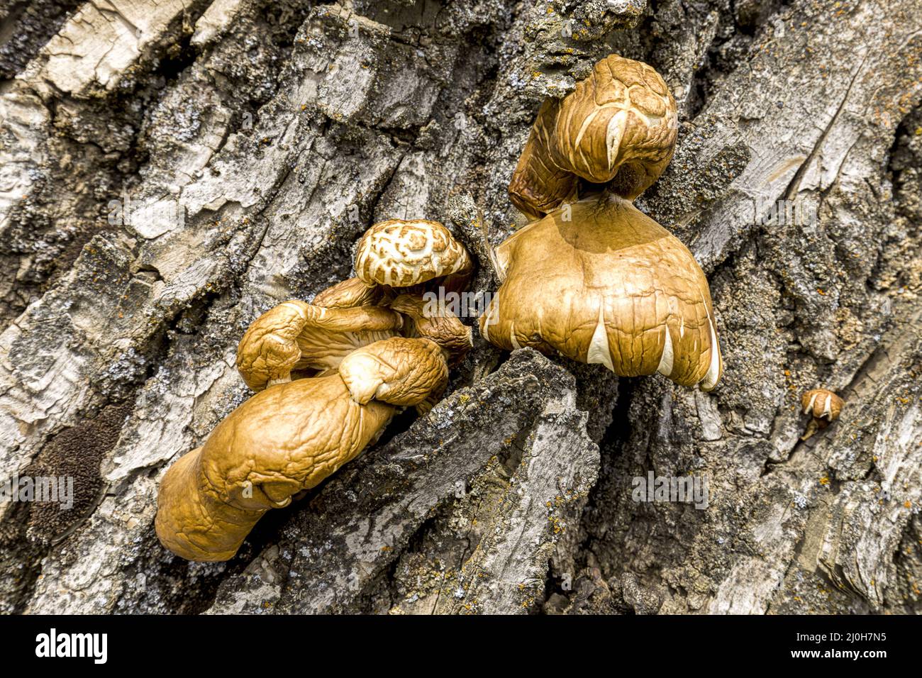 Conks hi-res stock photography and images - Alamy