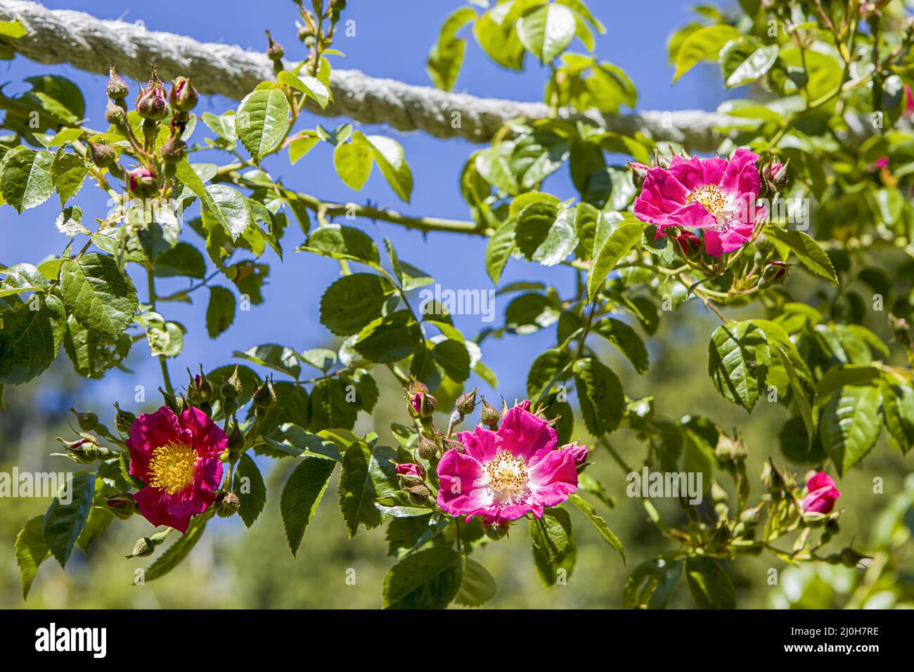 Hanging roses hi-res stock photography and images - Alamy