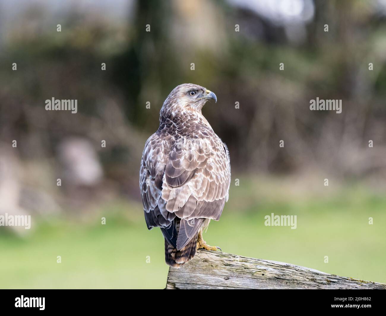Common buzzard in spring sunshine in mid Wales Stock Photo - Alamy