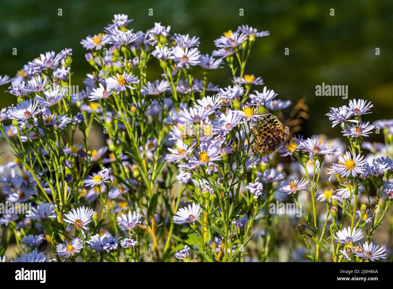 Wyoming butterfly hi-res stock photography and images - Alamy