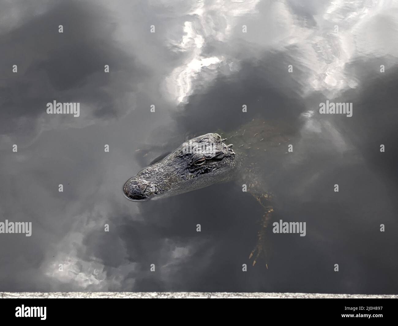 View of an alligator in gray deep river Stock Photo - Alamy