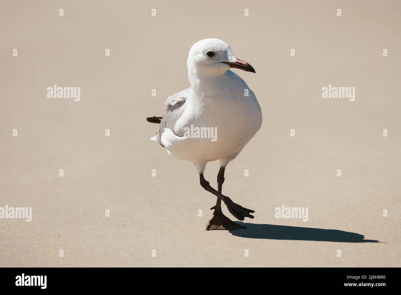 Selective of a seagull on a sandy beach in Langebaan, Soth Africa Stock ...