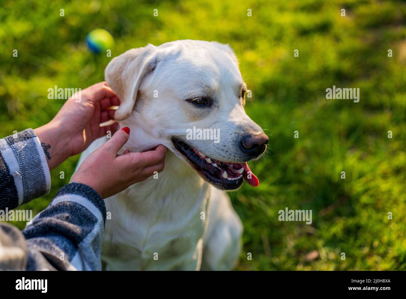 Human playing with dog hi-res stock photography and images - Alamy