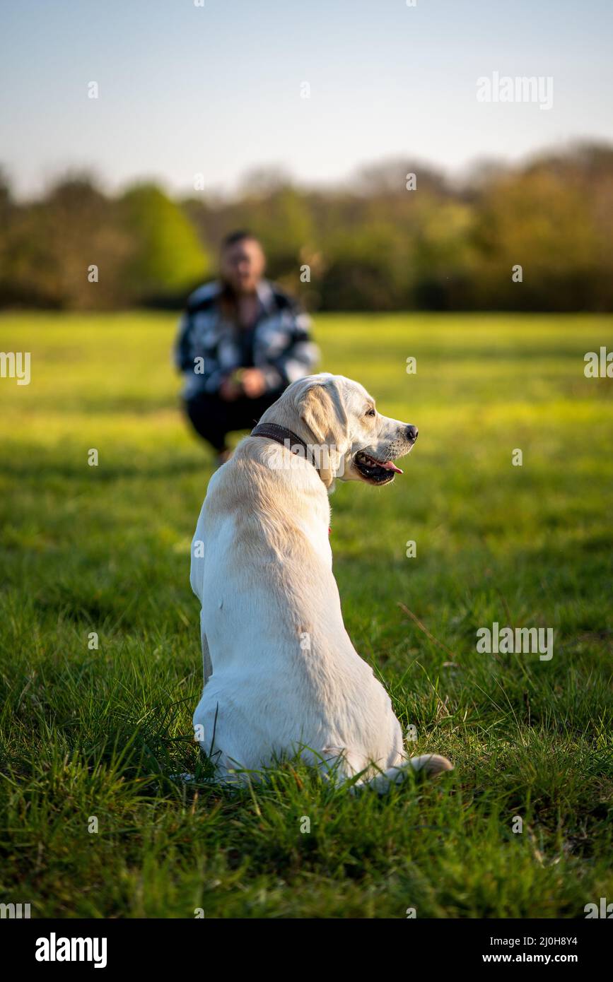 Dog training with women in the meadow Stock Photo - Alamy