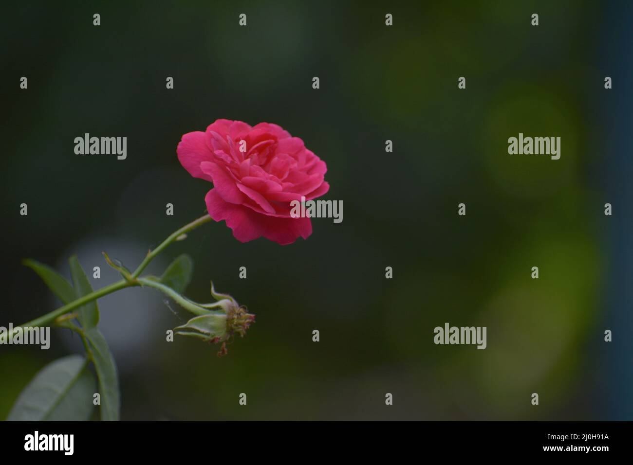Single pink rose with sweet smell hi-res stock photography and images ...
