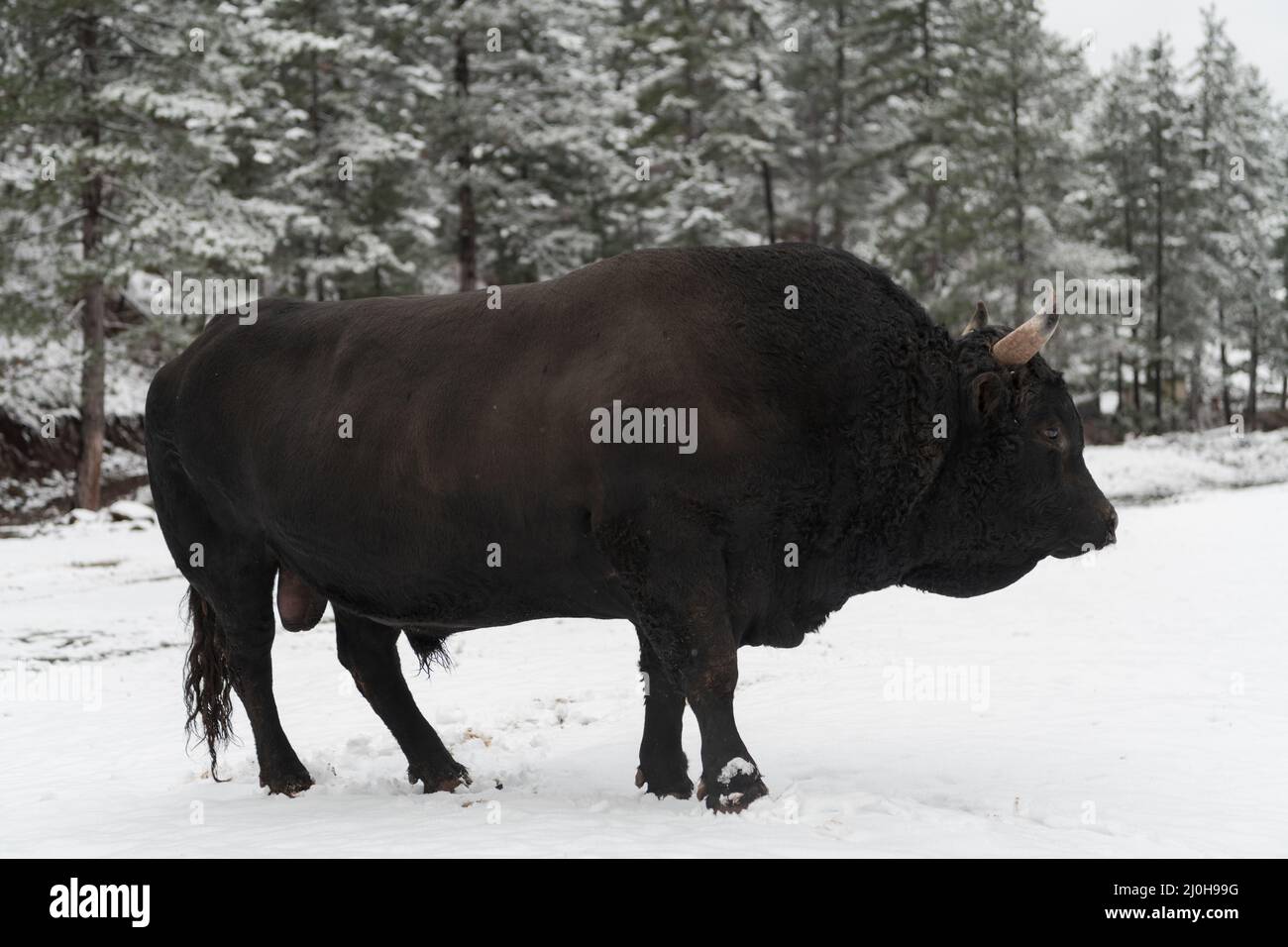 A big black bull in the snow training to fight in the arena ...