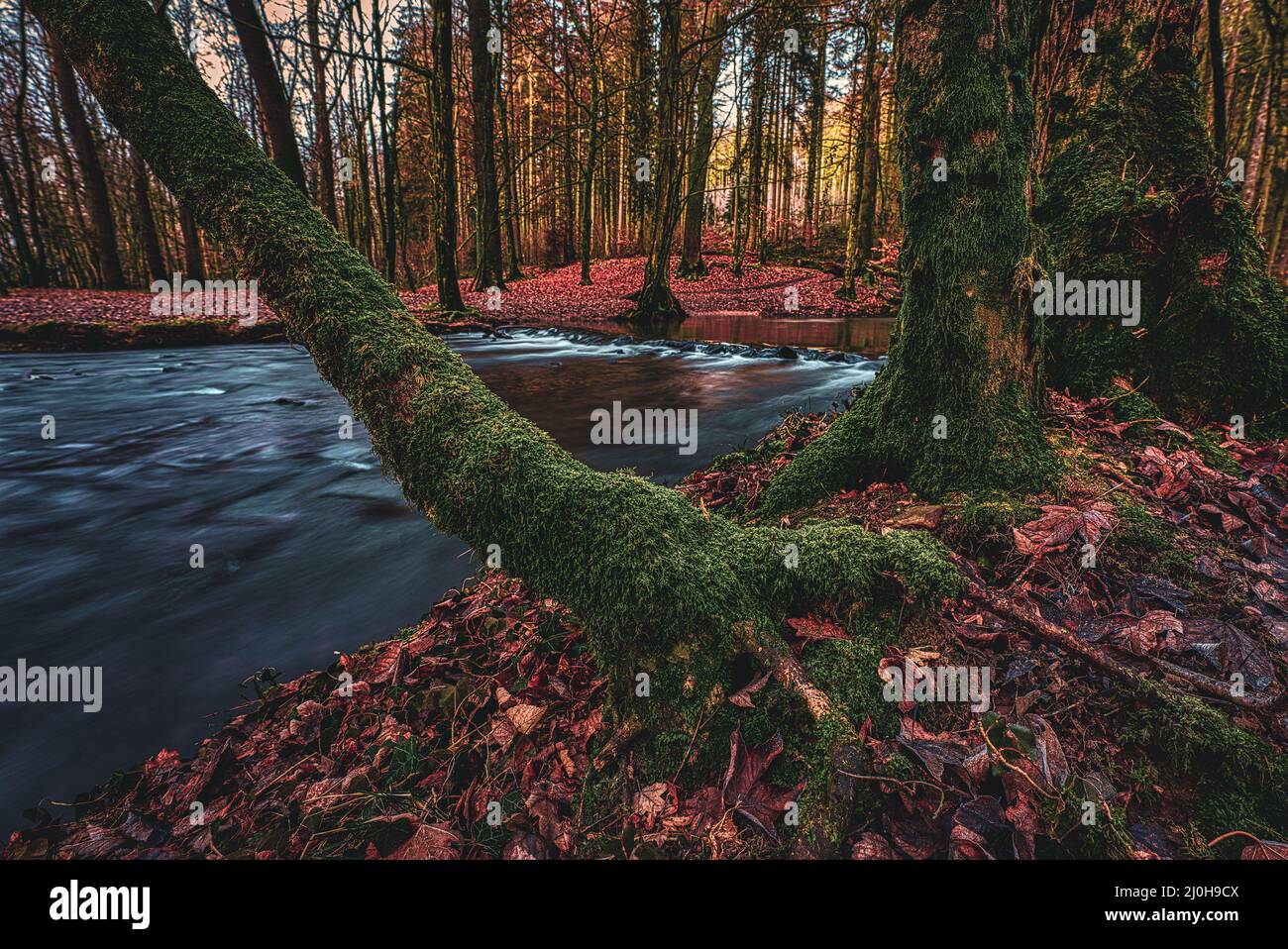 Autumn in the forest, long exposure Stock Photo - Alamy