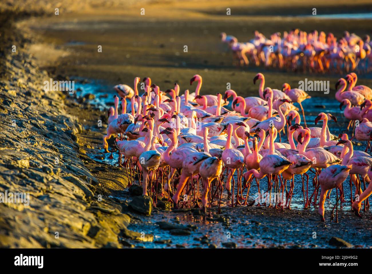 Colony of pink flamingos Stock Photo - Alamy