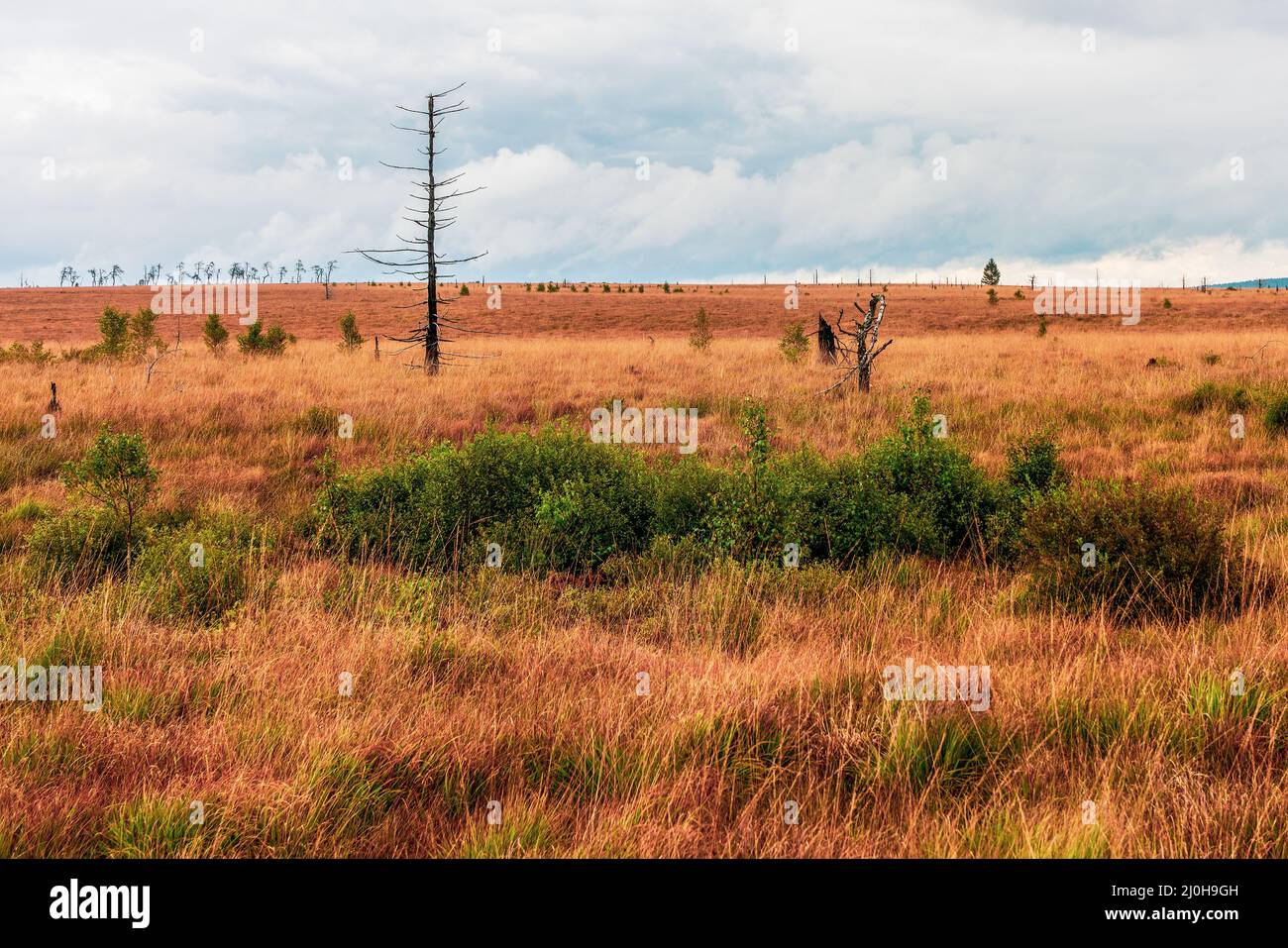 Landscape in the High Fens Nature Park in the Eifel Stock Photo - Alamy